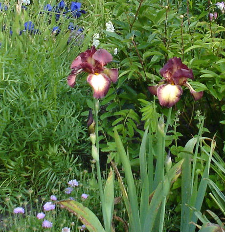 Things I quite like at the moment · Kari's garden