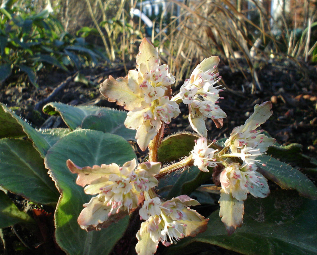 Feeling the lows · Kari's garden