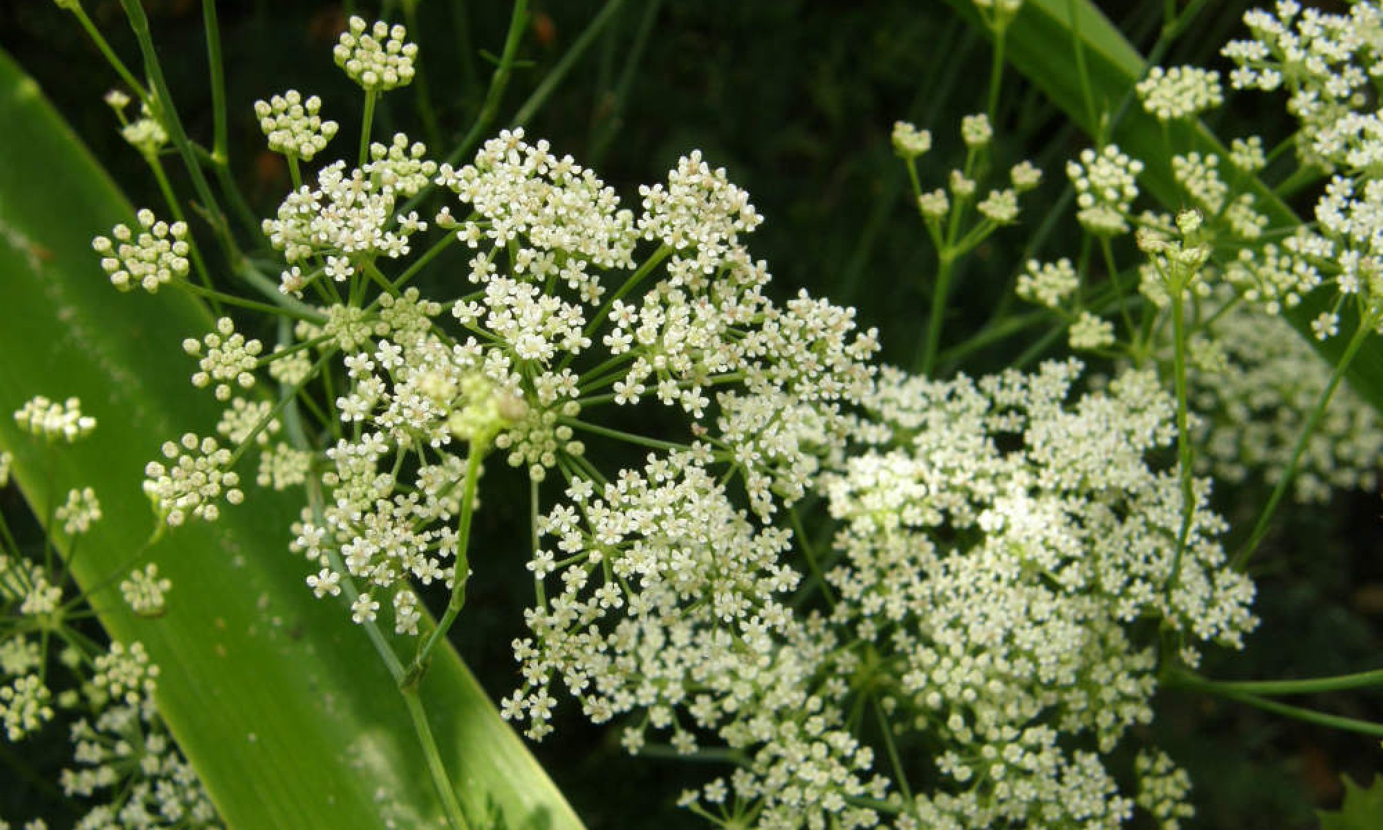 Kari's Garden : About Plants and Gardening : Welcome